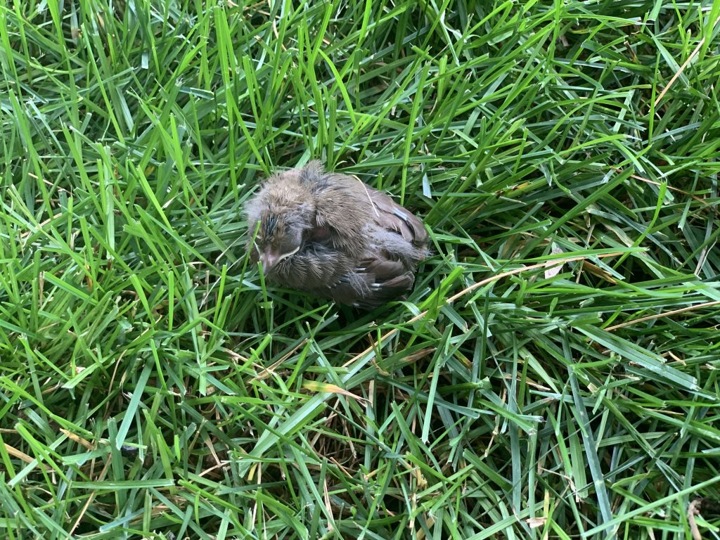 Emily’s Weekend Recap from WDM!